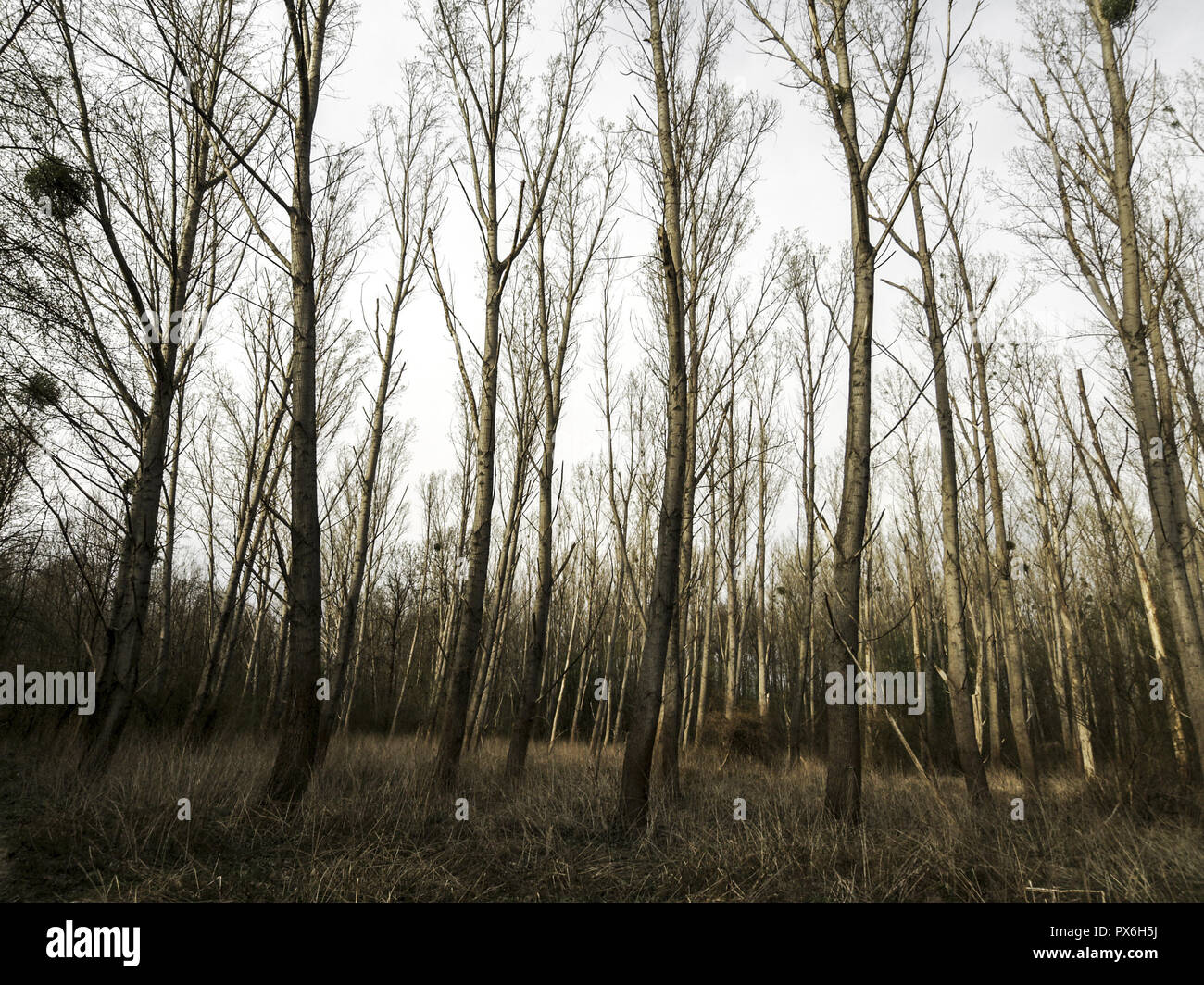 National park Donauauen, Austria, Lower Austria, Vienna area Stock ...