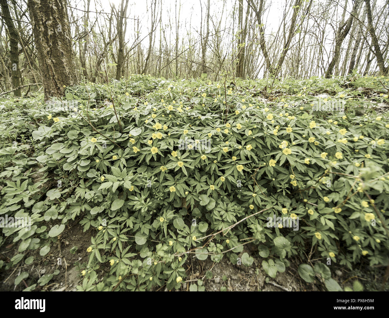 National park Donauauen, Austria, Lower Austria, Vienna area Stock ...