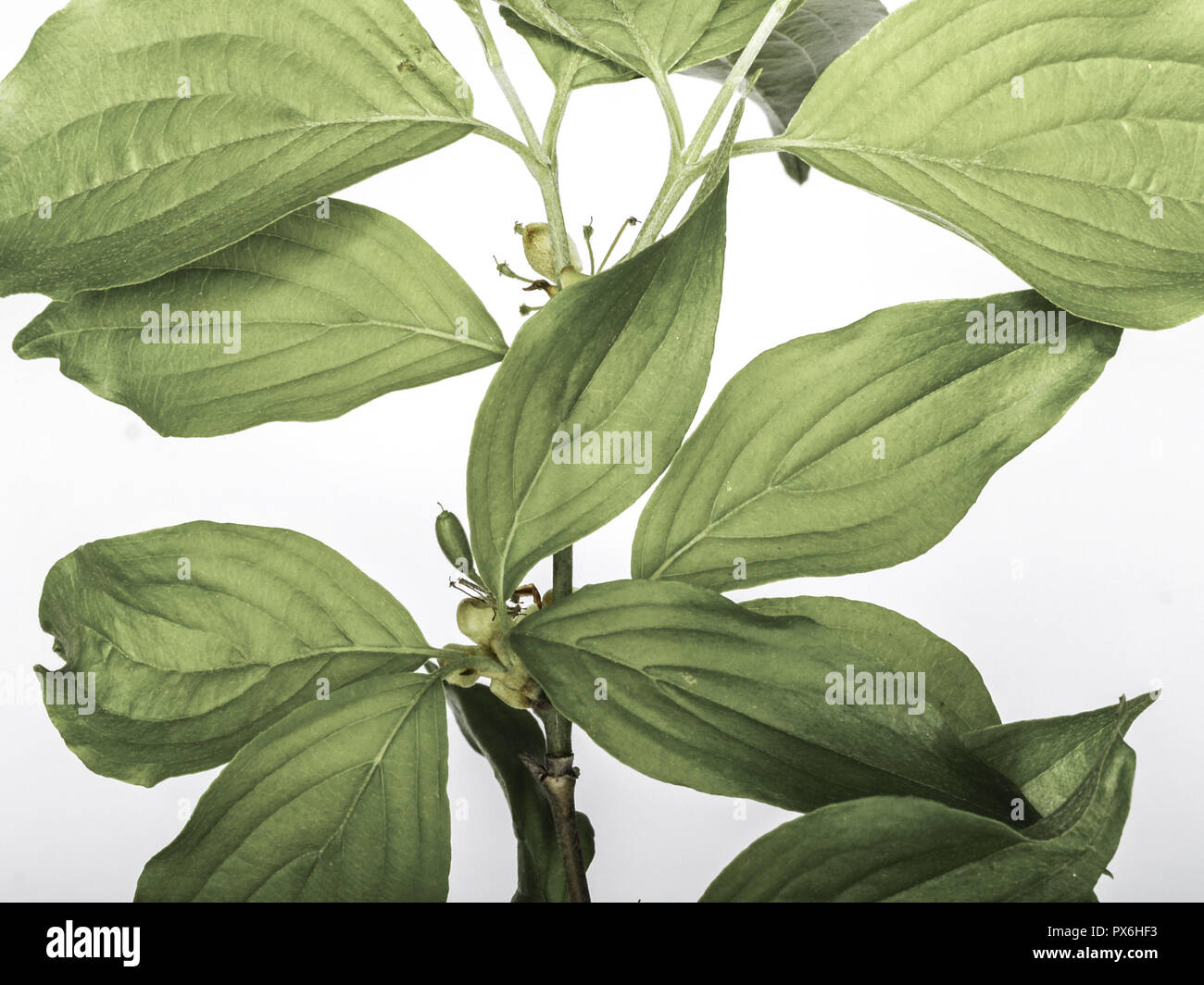 Dogwood, Cornelian Cherry wood , Cornus mas Stock Photo - Alamy