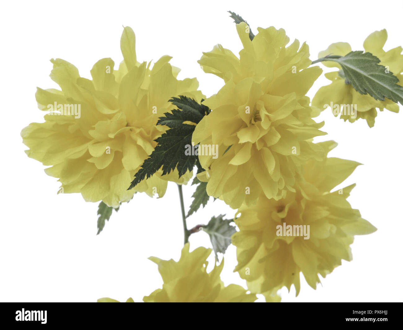 Japanese kerria, yellow flowers Stock Photo - Alamy