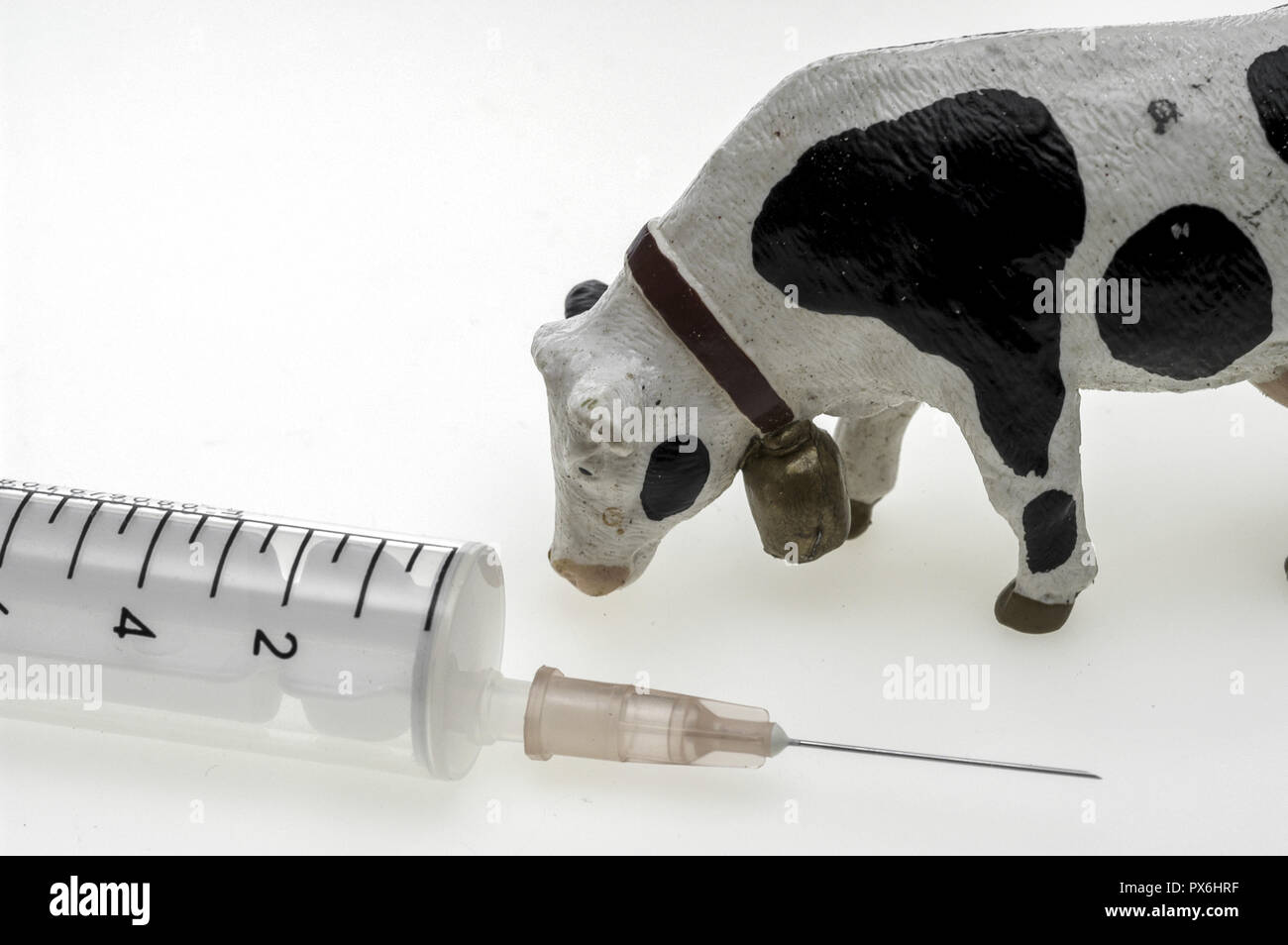 Cow hormone injection hi-res stock photography and images - Alamy
