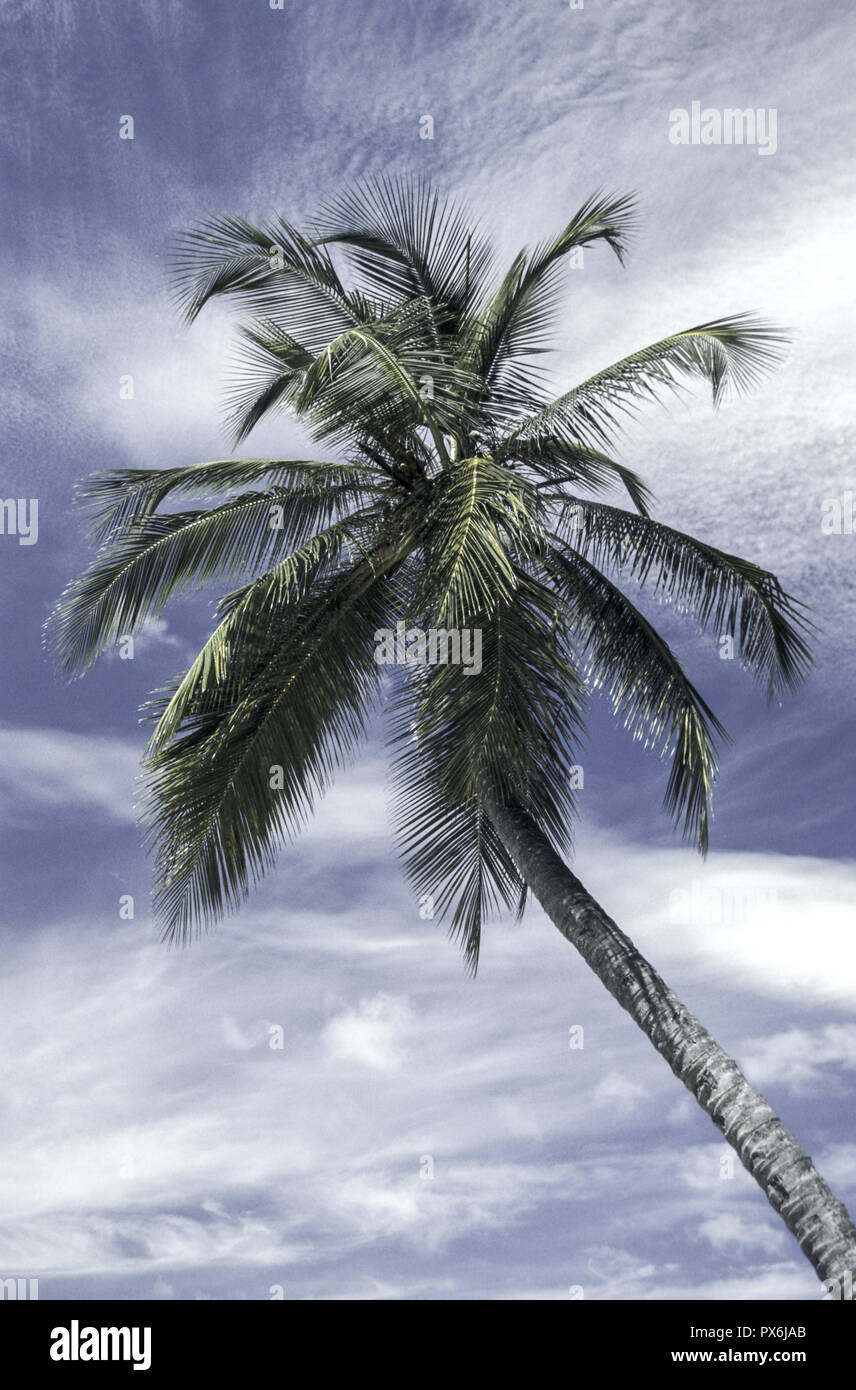 Palm tree, Grenada, Grand Anse beach Stock Photo - Alamy