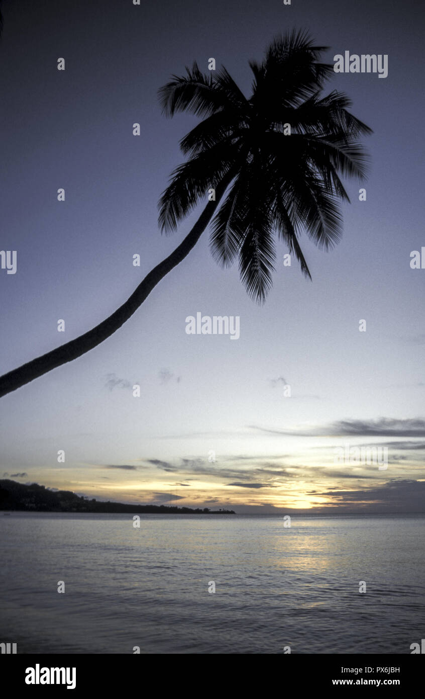 Palm tree, sunset, Grenada, Grand Anse beach Stock Photo - Alamy