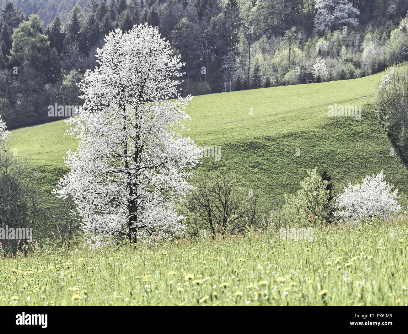 Pear tree in blossom, Austria, Lower Austria, Mostviertel Stock Photo ...