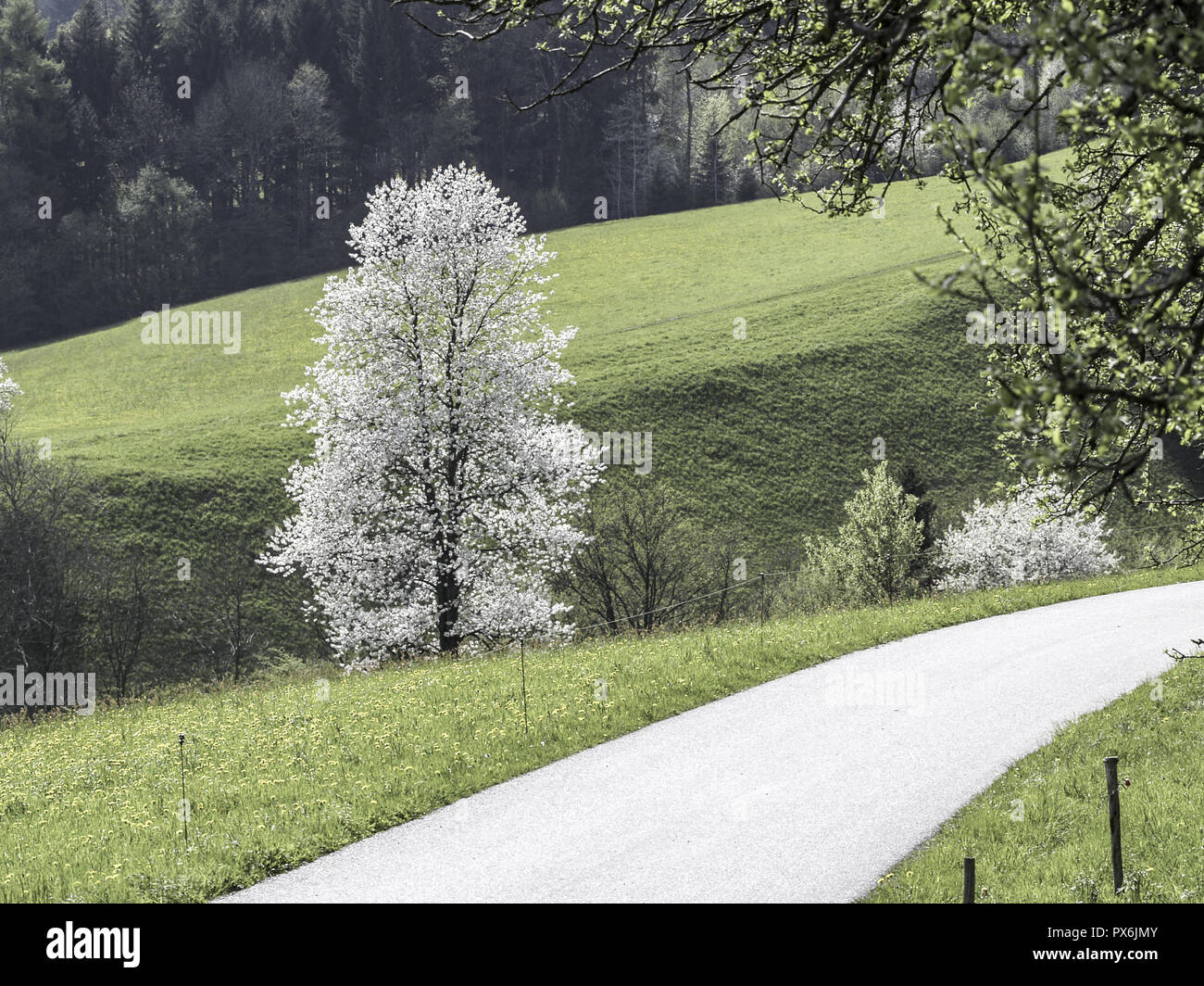 Pear tree in blossom, Austria, Lower Austria, Mostviertel Stock Photo ...