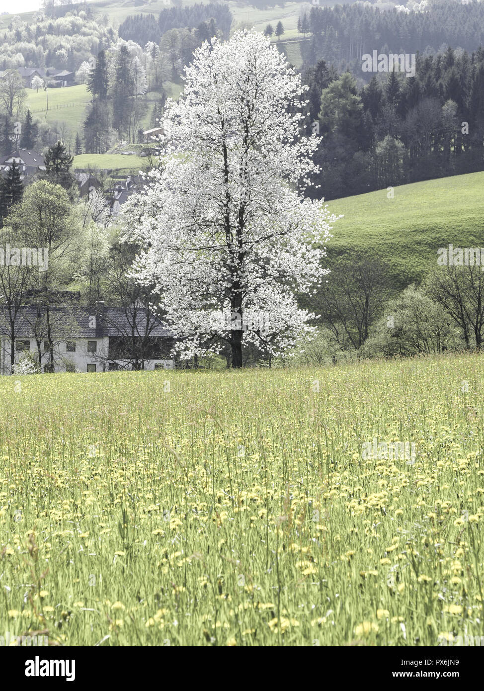 Pear tree in blossom, Austria, Lower Austria, Mostviertel Stock Photo ...
