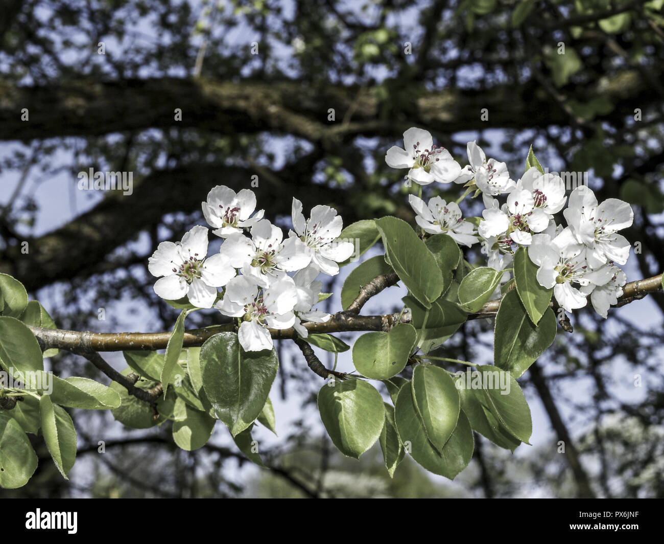Pear tree in blossom detail, Austria, Lower Austria, Mostviertel Stock ...