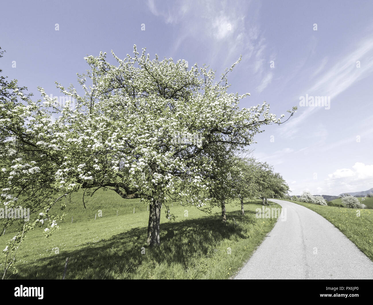 Pear tree in blossom at the roadside, Austria, Lower Austria ...