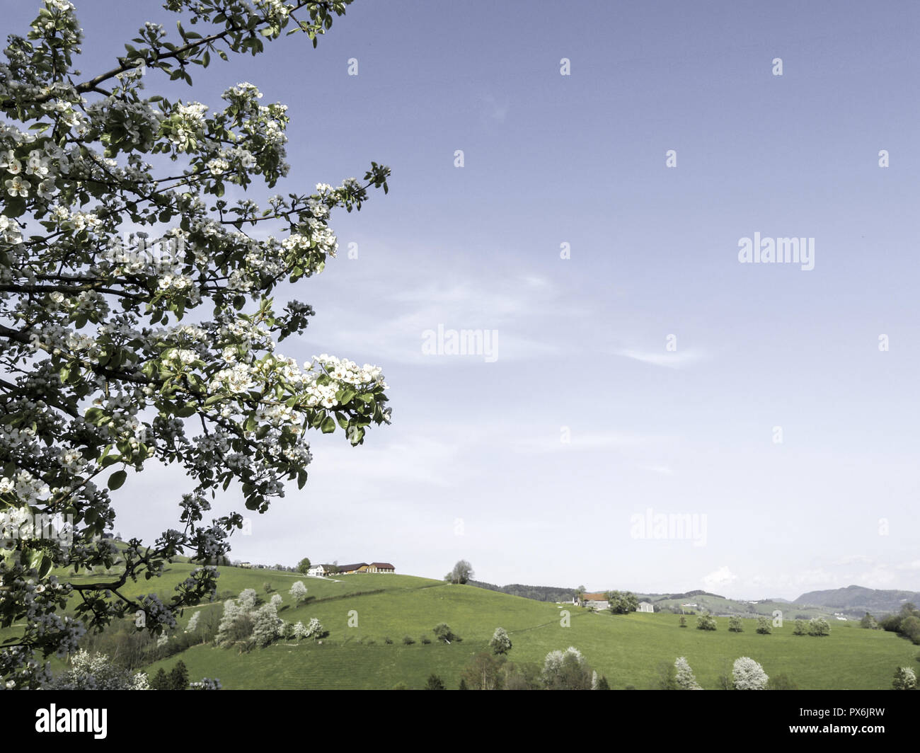 Pear tree in blossom, view on hilly country, Austria, Lower Austria ...