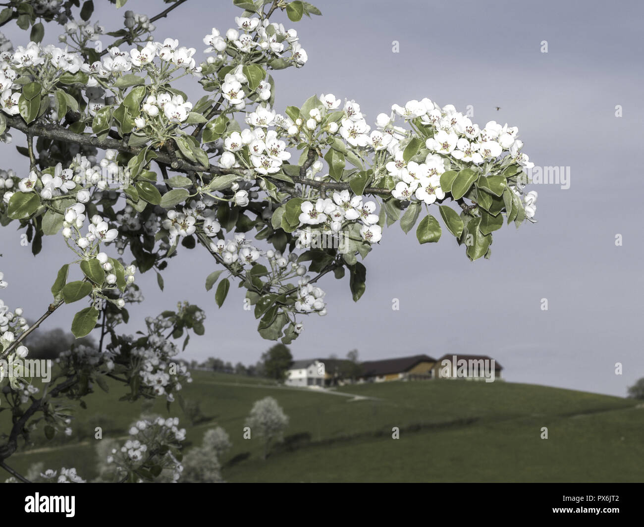 Pear tree in blossom in the background farm on a hill, Austria, Lower ...