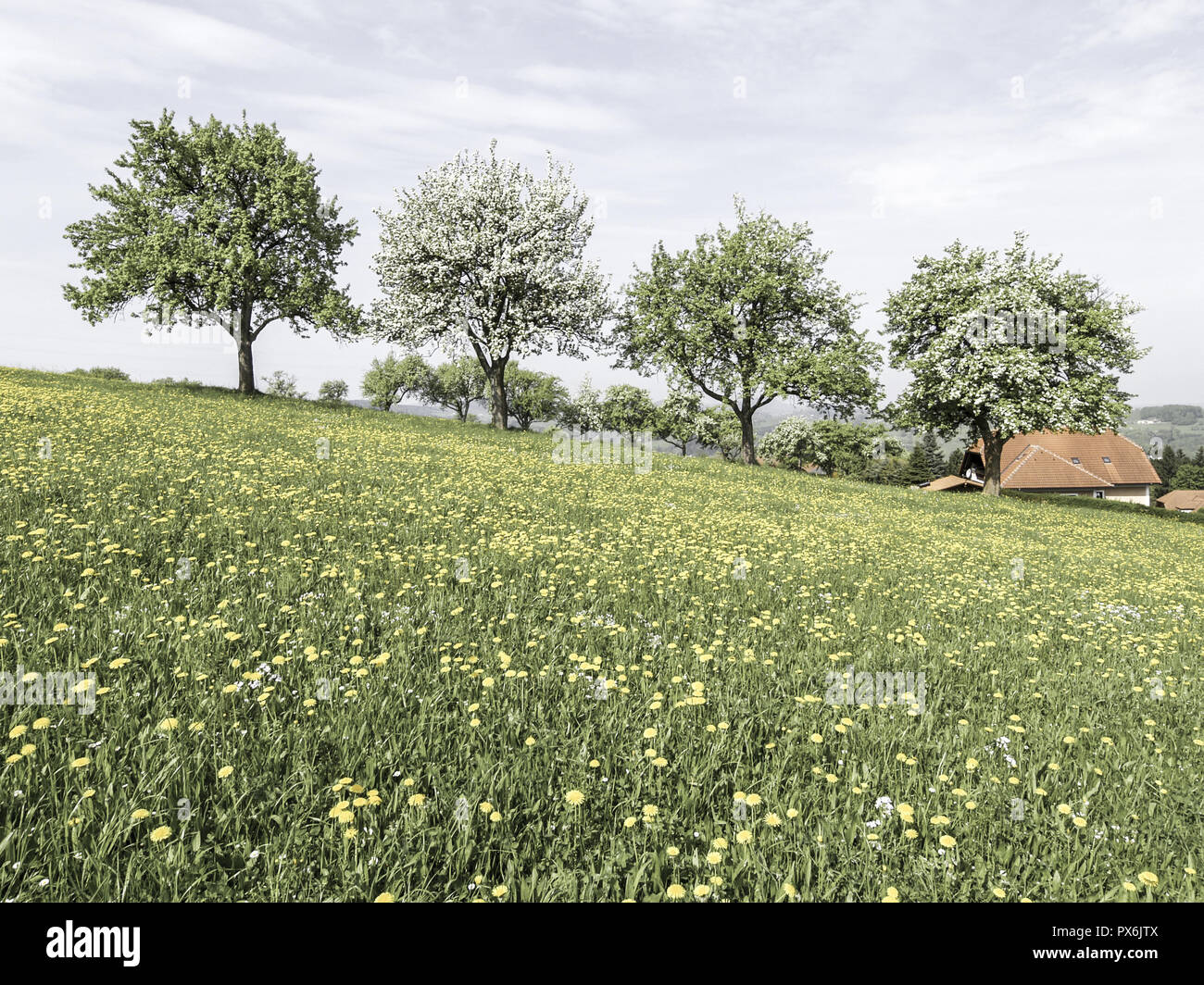 Fruit tree in blossom, dandelion pasture, Austria, Lower Austria ...