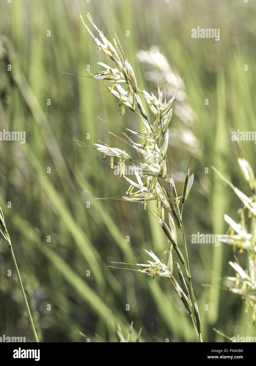 Grass, blooming, pollen Stock Photo - Alamy