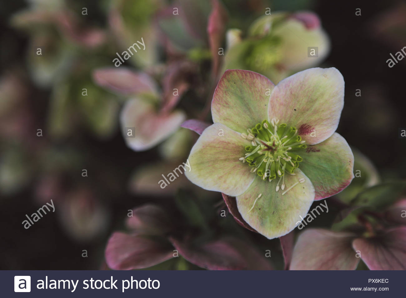 Lenten Roses Stock Photos & Lenten Roses Stock Images - Alamy