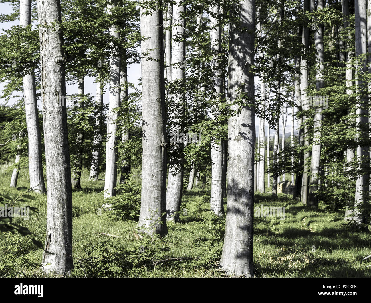 Beech trees in the middle of clear cutting Stock Photo - Alamy