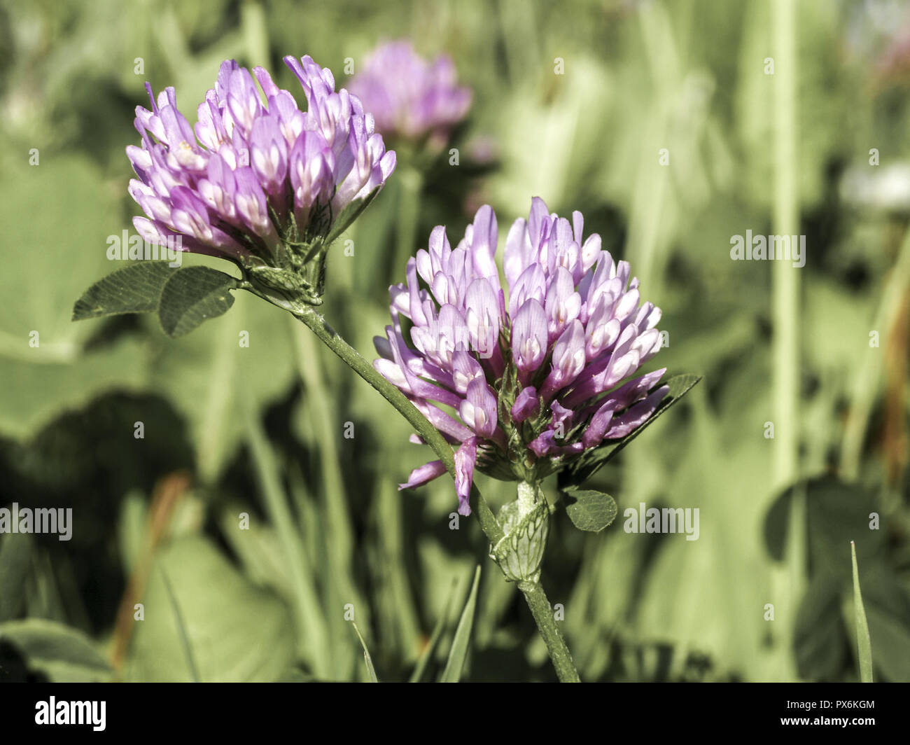 Clover in bloom, red clover Stock Photo - Alamy