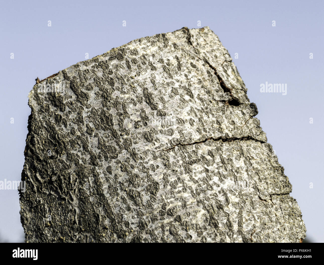 Beech tree, bark Stock Photo - Alamy