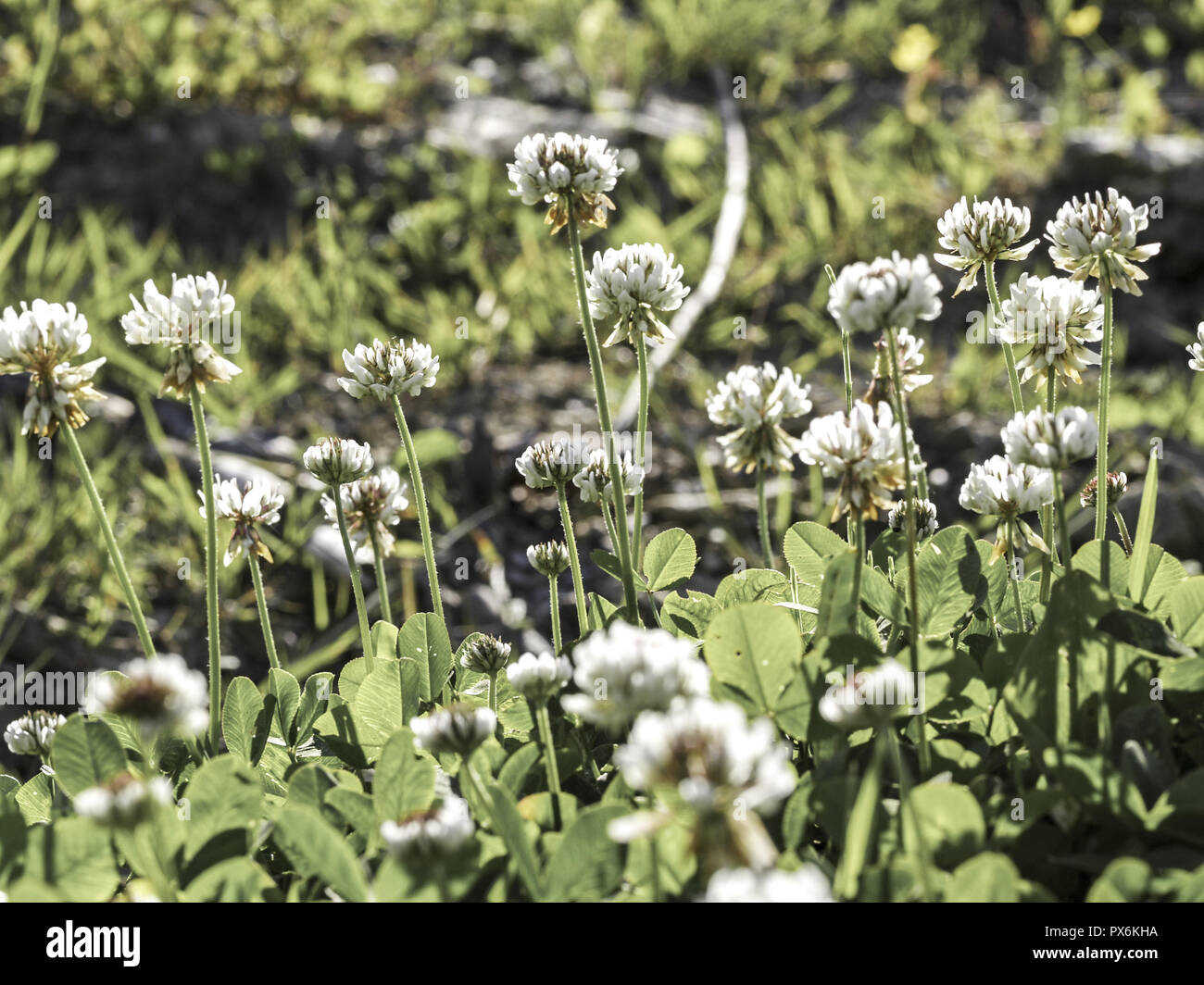 Clover in bloom, white, meadow Stock Photo - Alamy