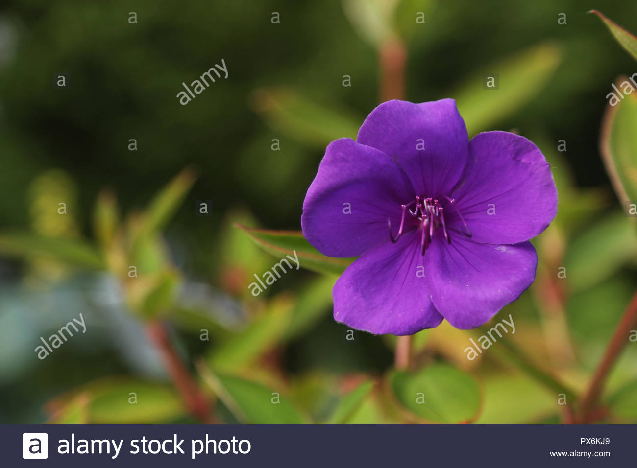 Five Petal Flower Stock Photos & Five Petal Flower Stock Images - Alamy