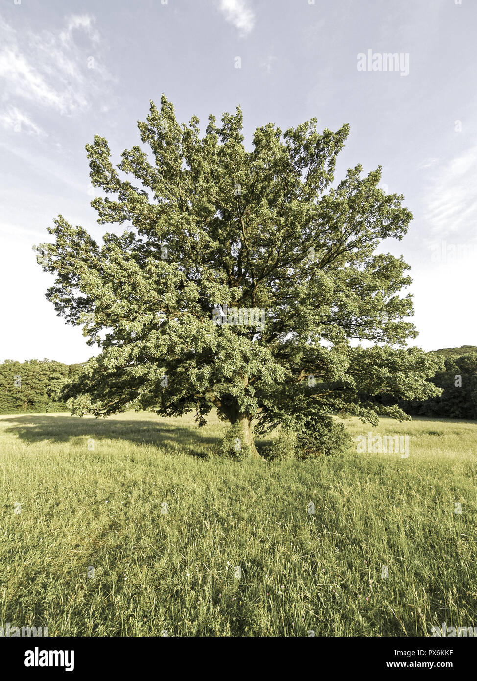 Old oak-tree, Austria, Vienna, Wienerwald, Exelberg Stock Photo - Alamy