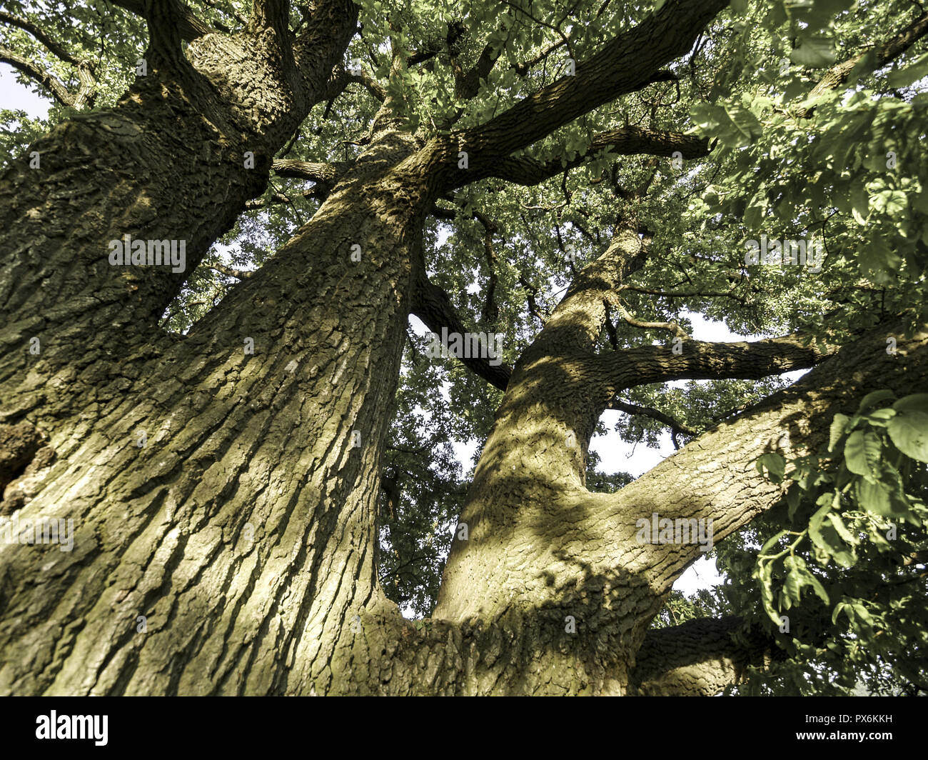 Bork oak tree hi-res stock photography and images - Alamy