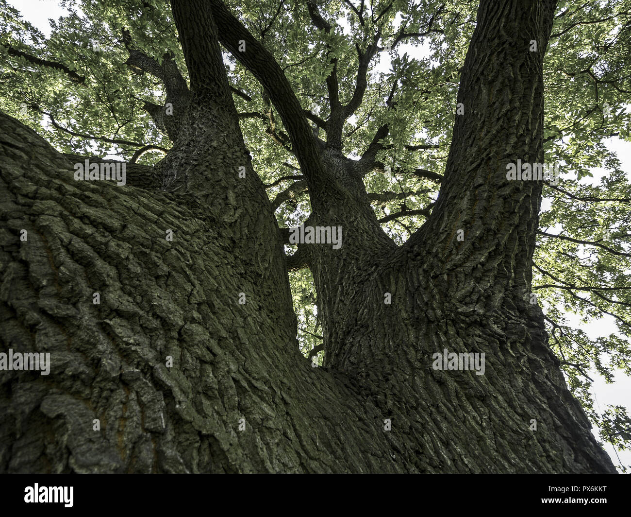 Bork oak tree hi-res stock photography and images - Alamy