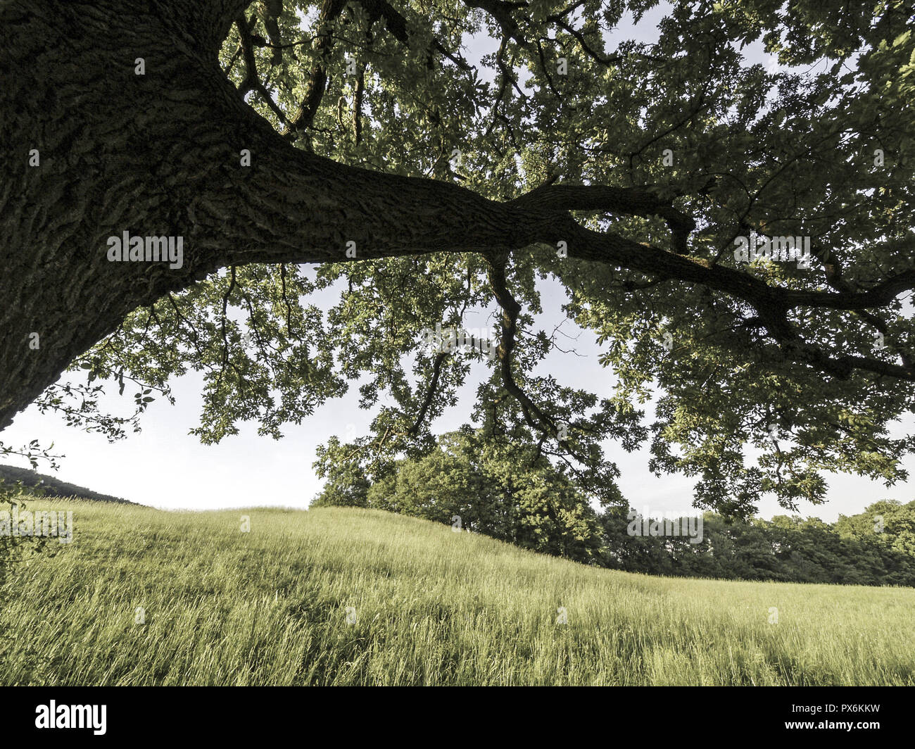 Old oak-tree, Austria, Vienna, Wienerwald, Exelberg Stock Photo - Alamy