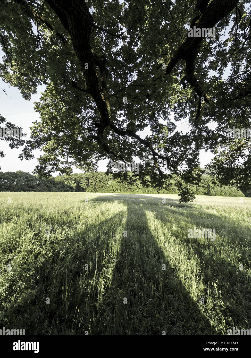Old oak-tree, Austria, Vienna, Wienerwald, Exelberg Stock Photo - Alamy
