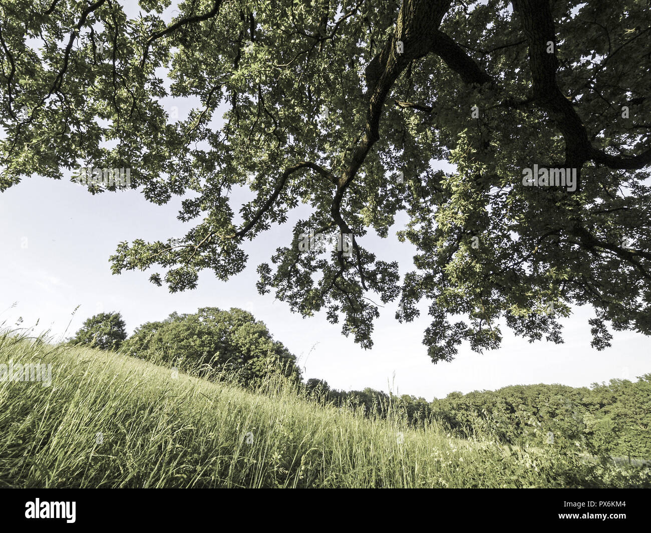 Bork oak tree hi-res stock photography and images - Alamy
