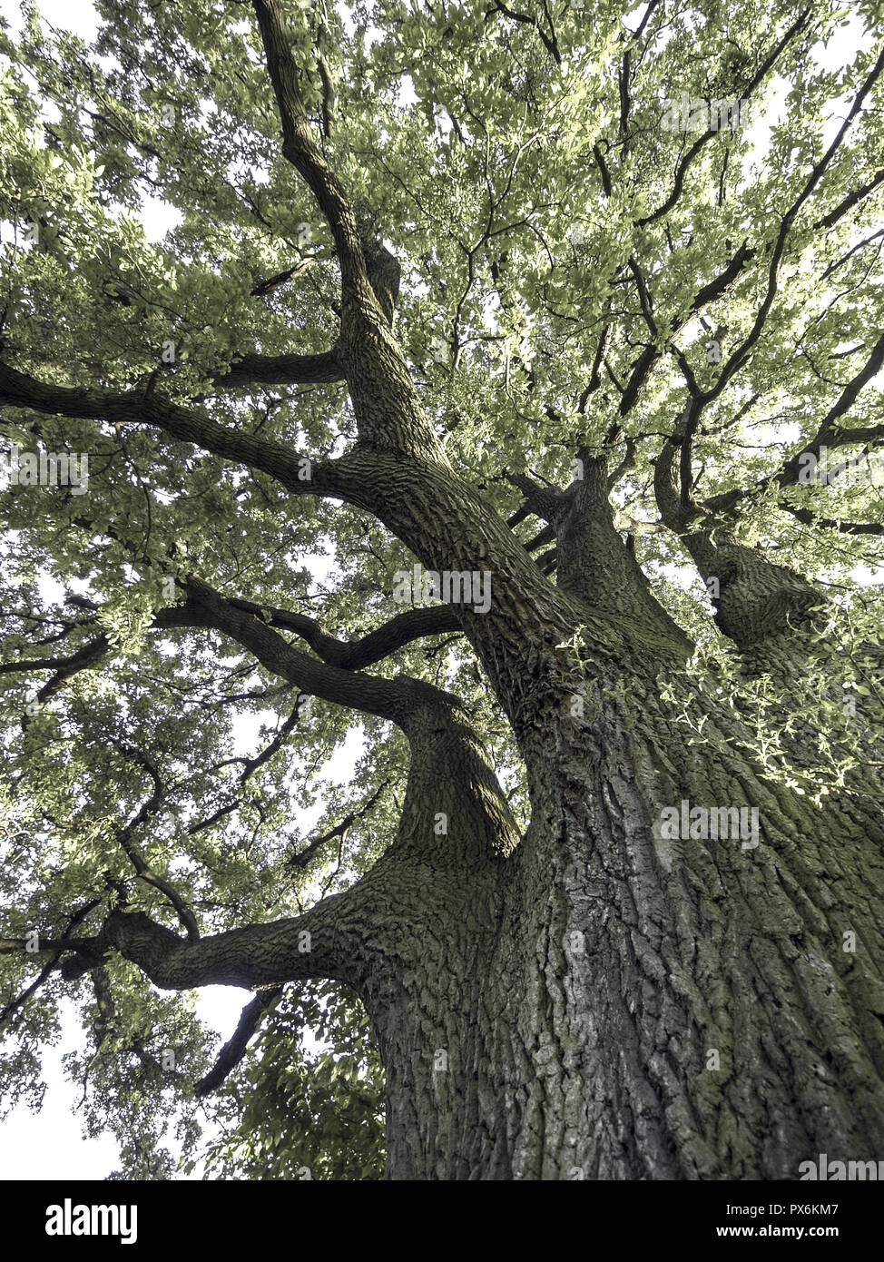 Bork oak tree hi-res stock photography and images - Alamy
