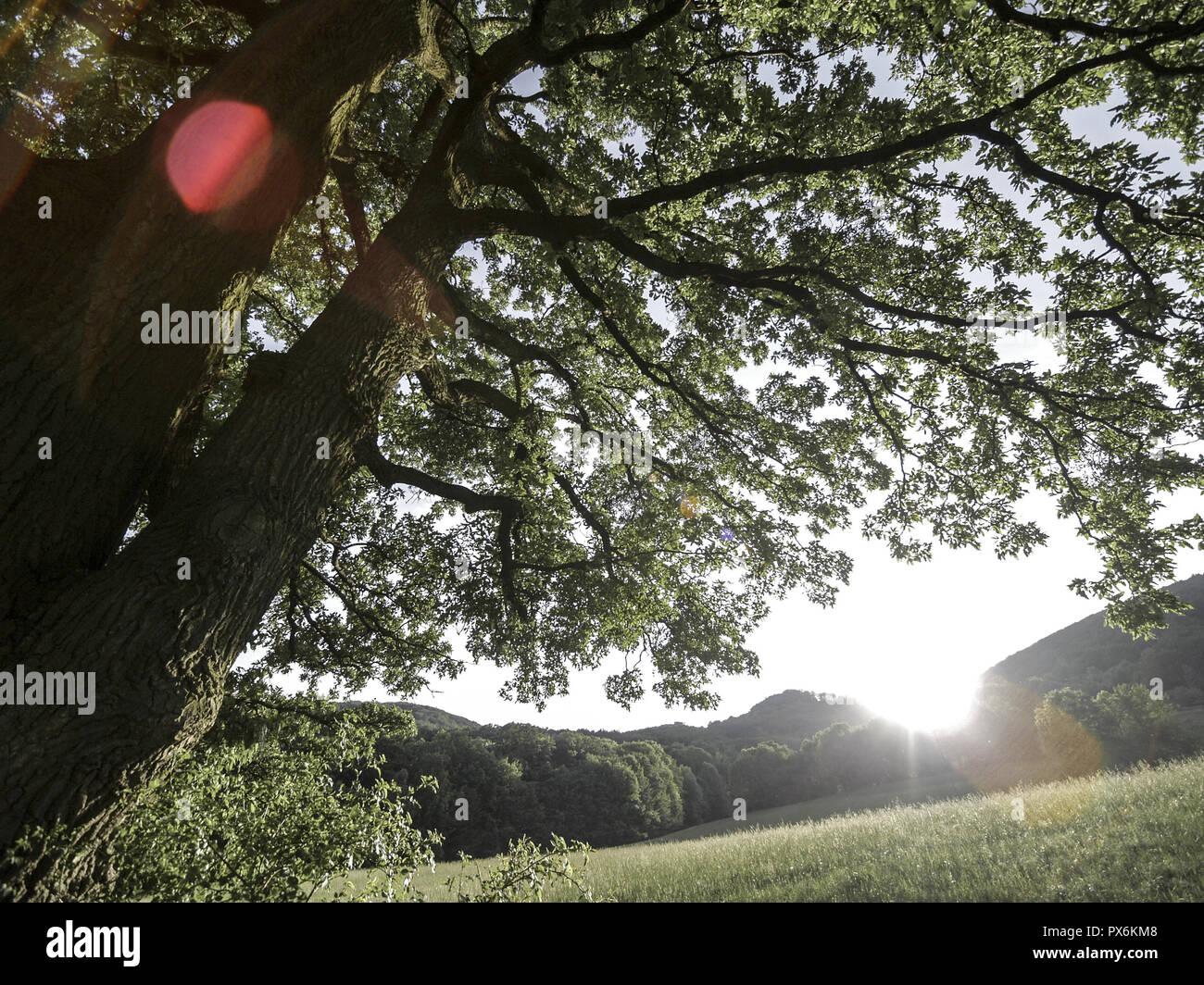 Old oak-tree, Austria, Vienna, Wienerwald, Exelberg Stock Photo - Alamy