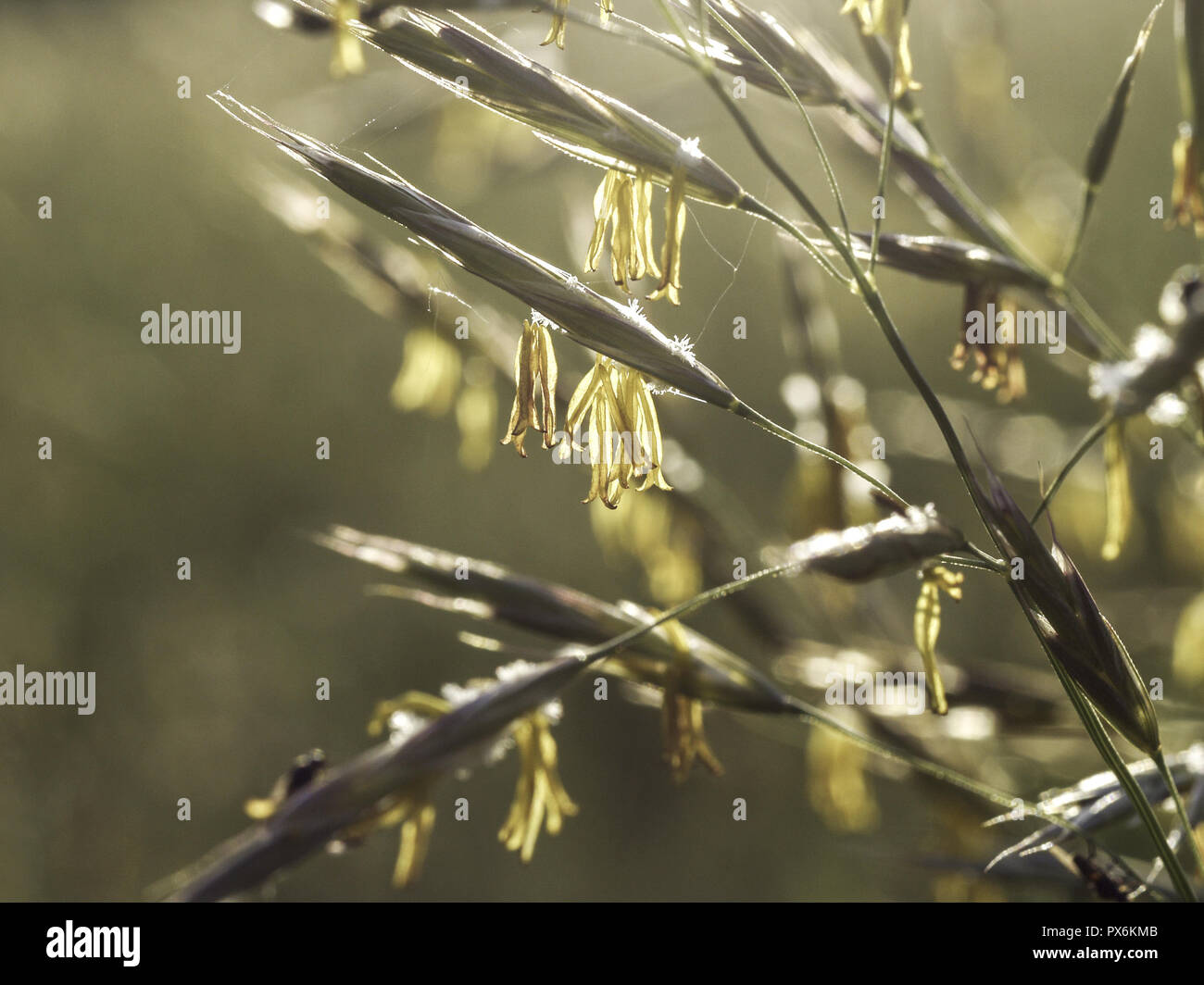 Grass, bloom, pollen Stock Photo - Alamy