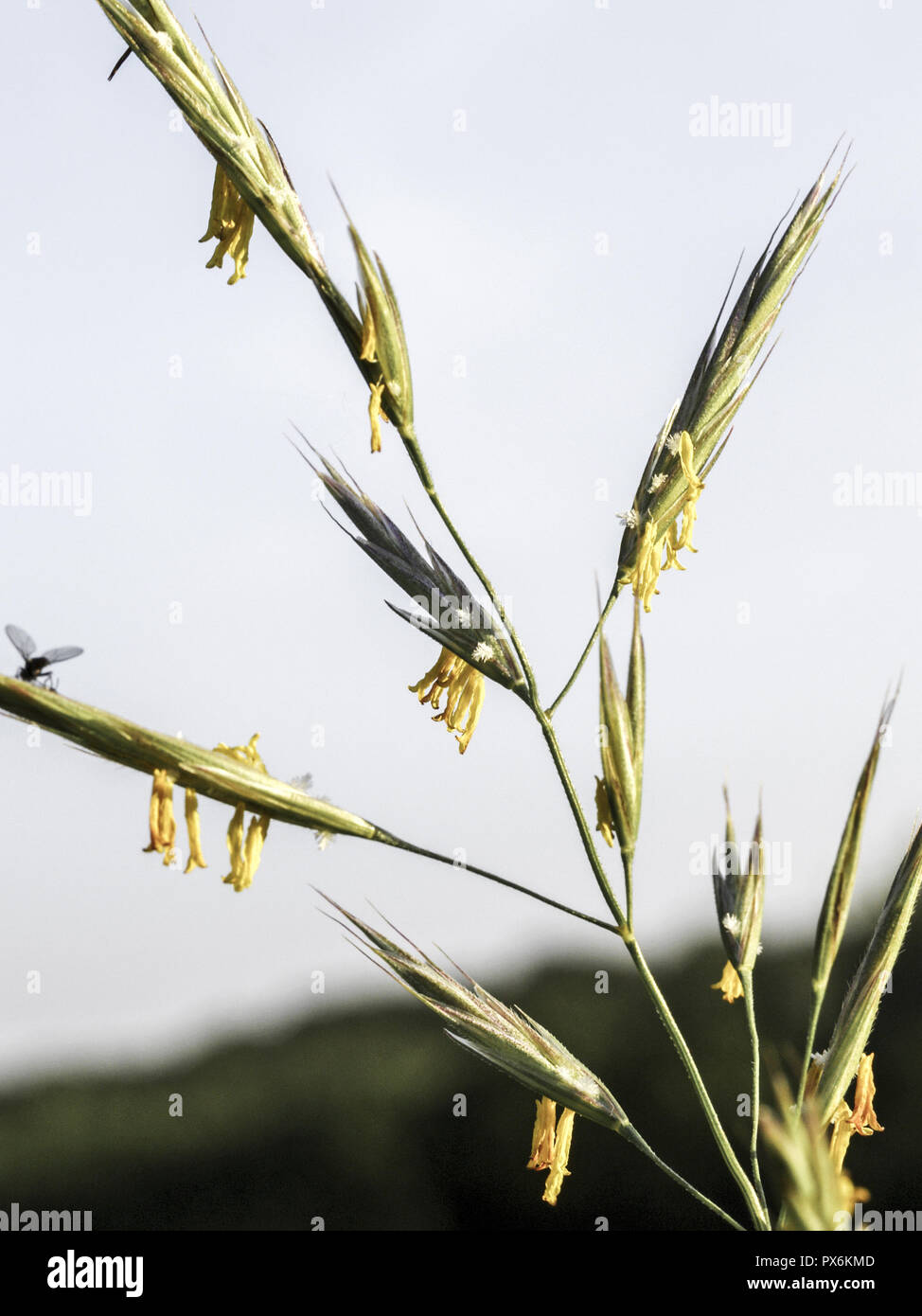 Grass, bloom, pollen Stock Photo - Alamy