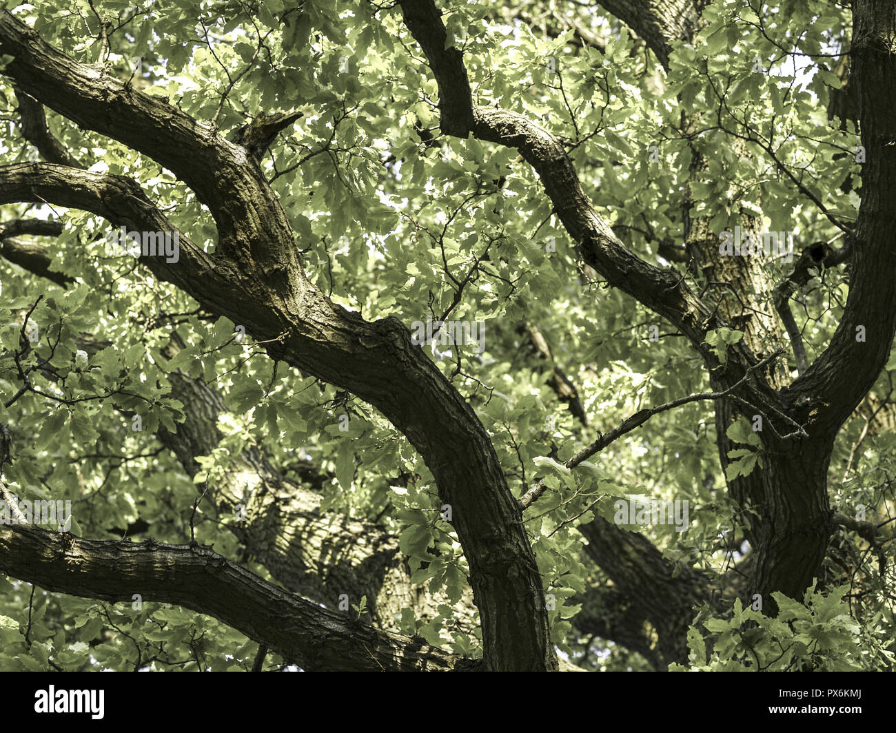 Bork oak tree hi-res stock photography and images - Alamy