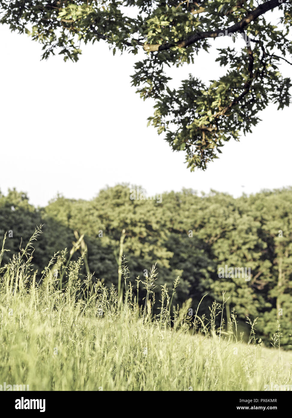 Oak tree, meadow Stock Photo - Alamy