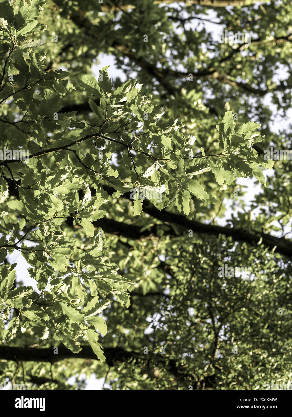 Oak tree, mistletoe Stock Photo - Alamy