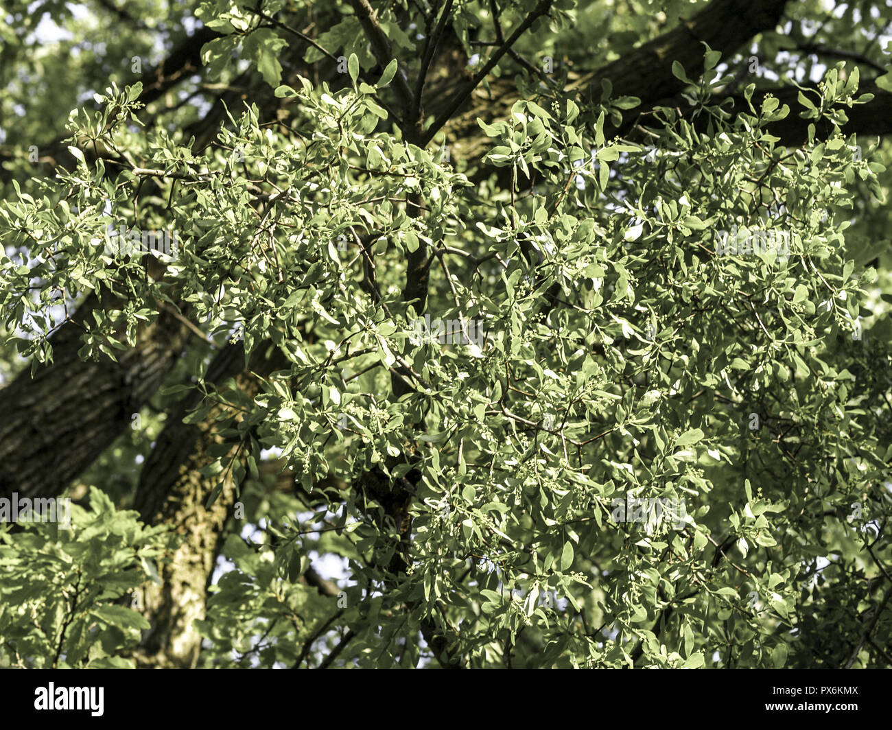 Oak tree mistletoe hi-res stock photography and images - Alamy
