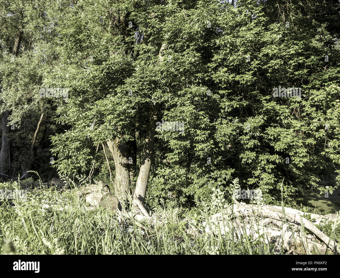 Big tree with a lush treetop Stock Photo - Alamy