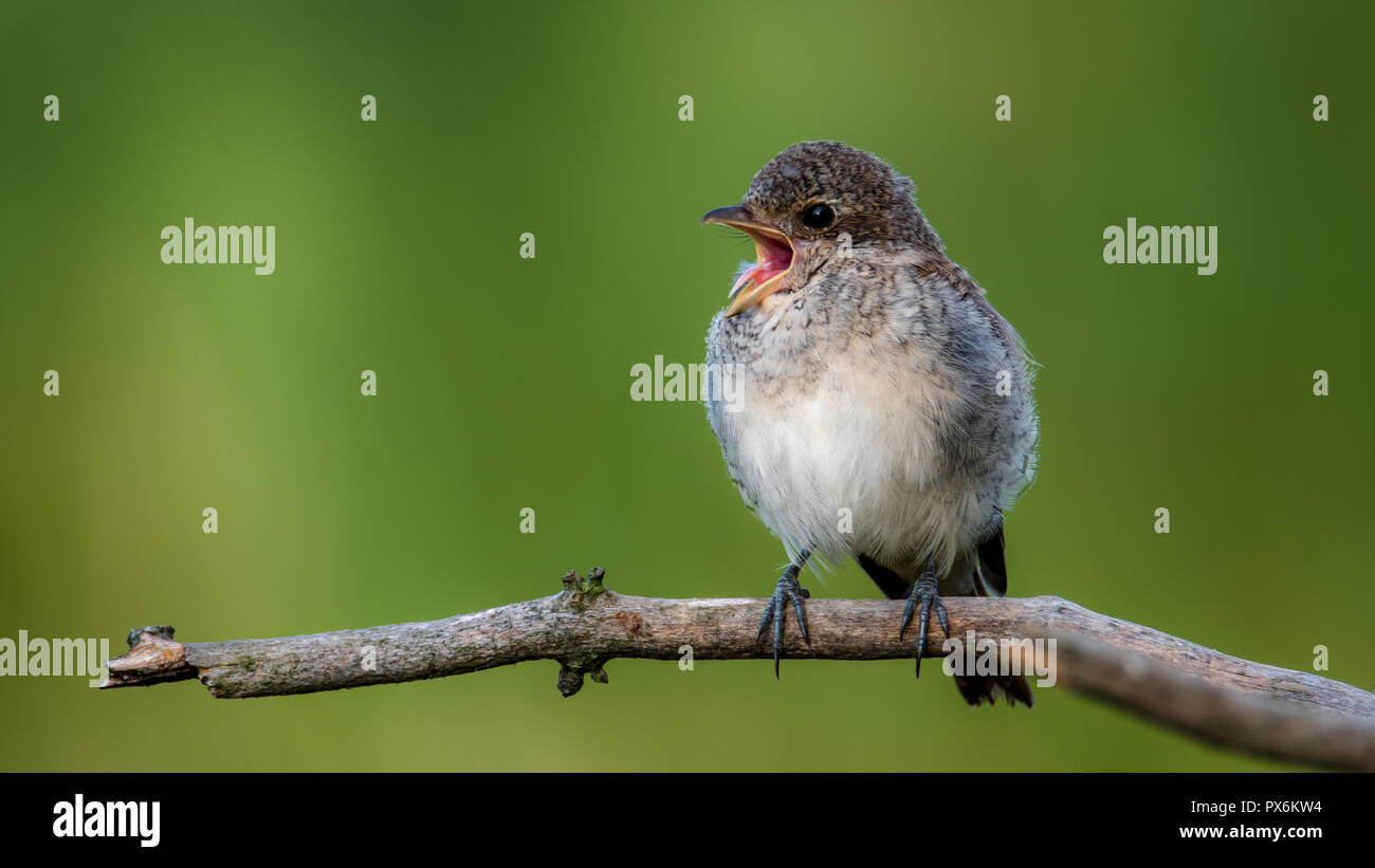 Carnivorous passerine bird hi-res stock photography and images - Alamy