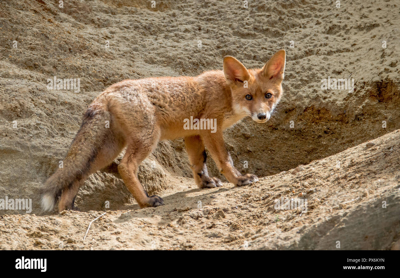 Young red-fox in a sandy slope Stock Photo - Alamy