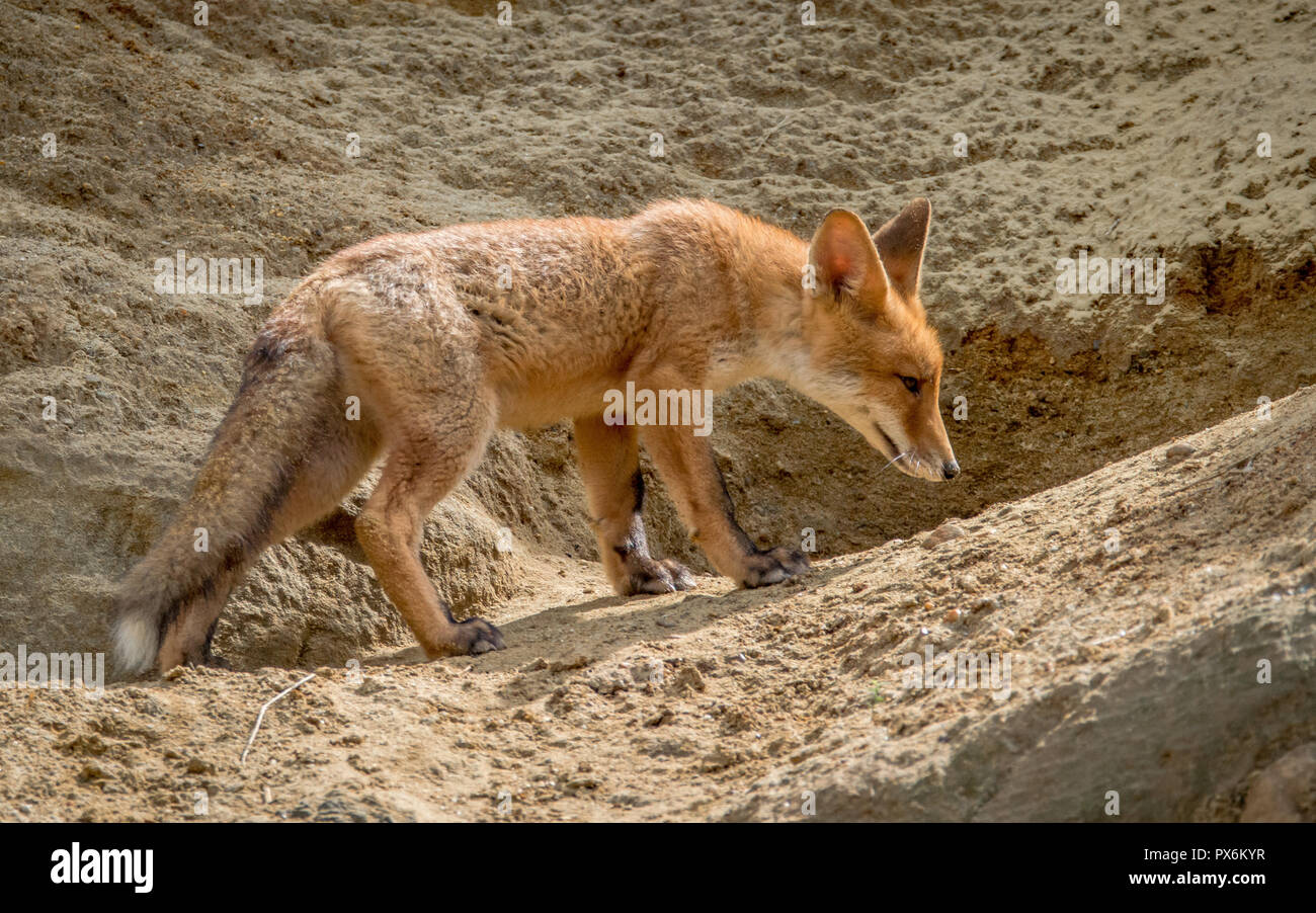 Young red fox in hi-res stock photography and images - Alamy