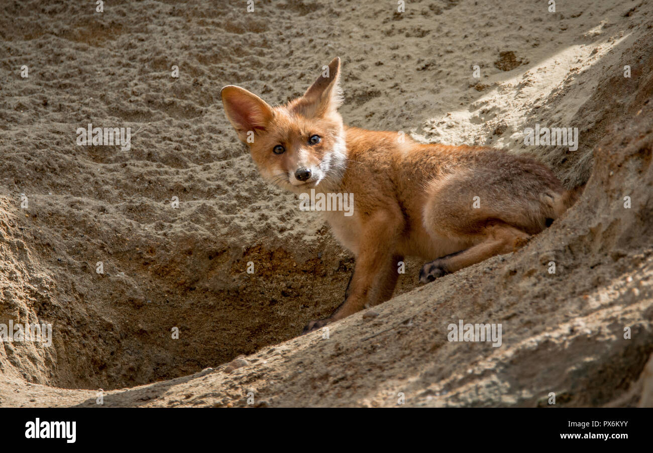 Young red-fox in a sandy slope Stock Photo - Alamy