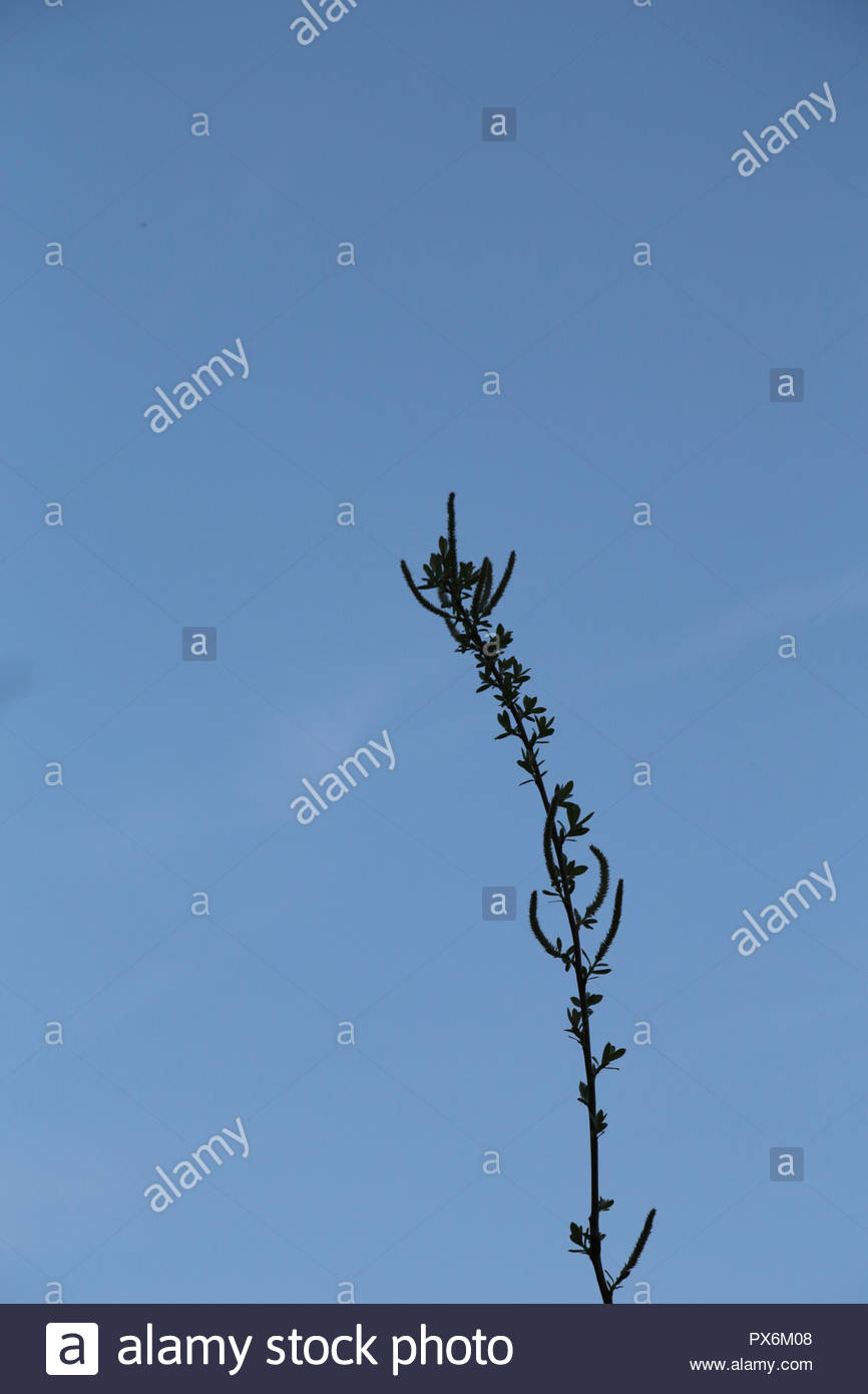 Spindly Plant Stock Photos & Spindly Plant Stock Images - Alamy