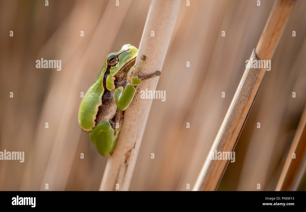 Female green tree frog hi-res stock photography and images - Alamy