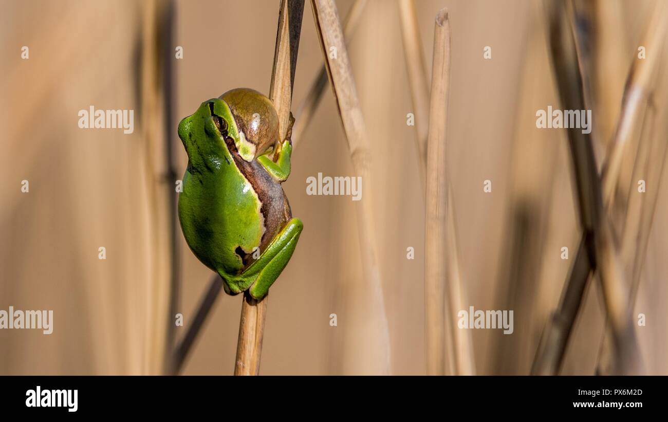 Green puddle frog hi-res stock photography and images - Alamy