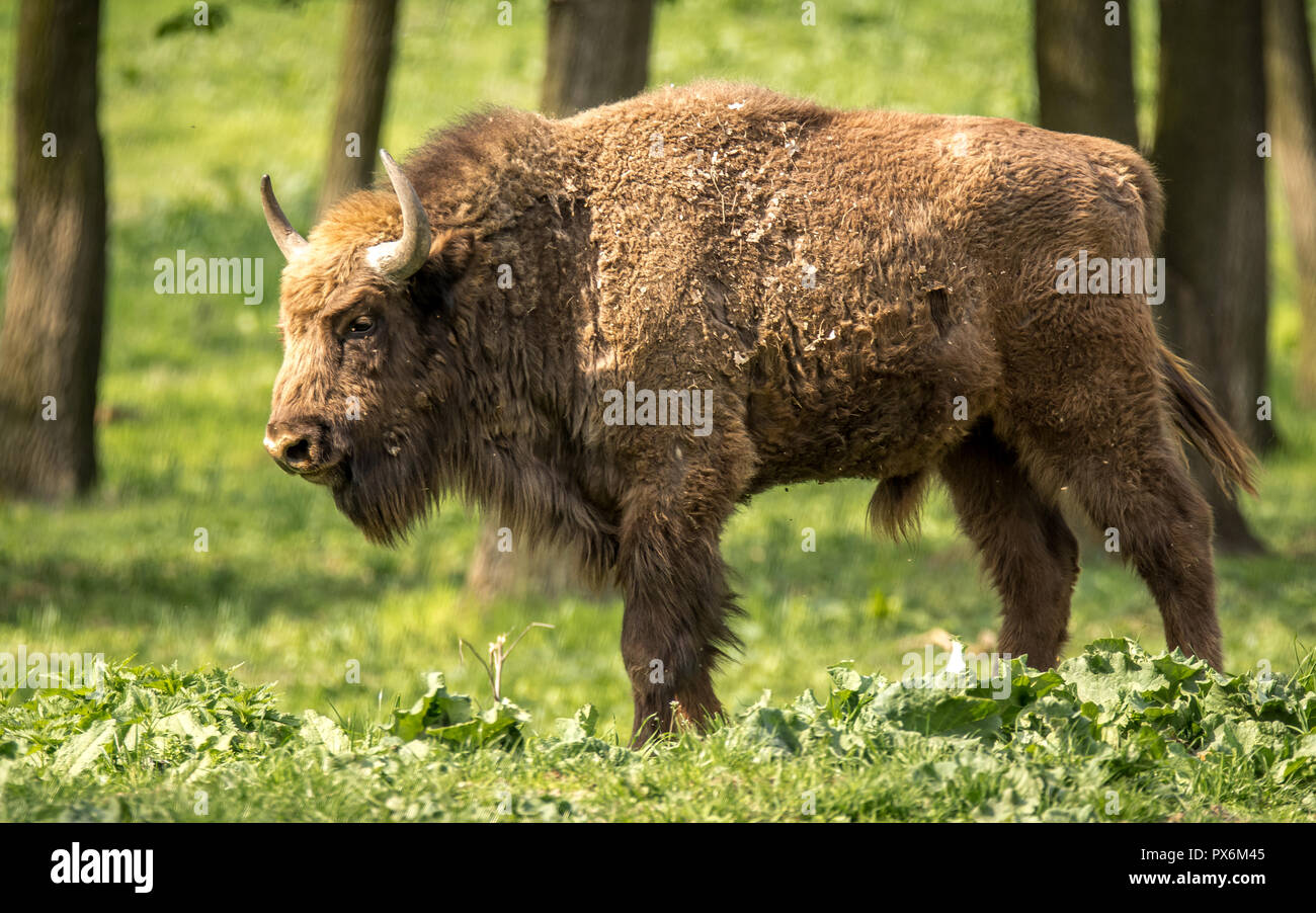 European bison carpathian hi-res stock photography and images - Alamy
