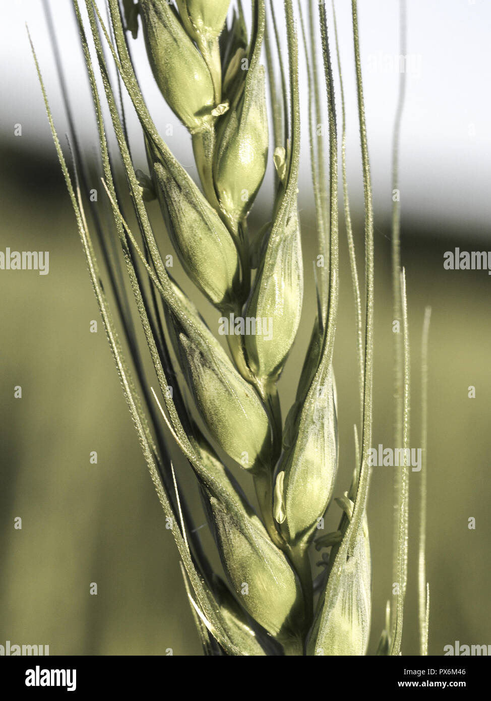 Characteristic spike hi-res stock photography and images - Alamy