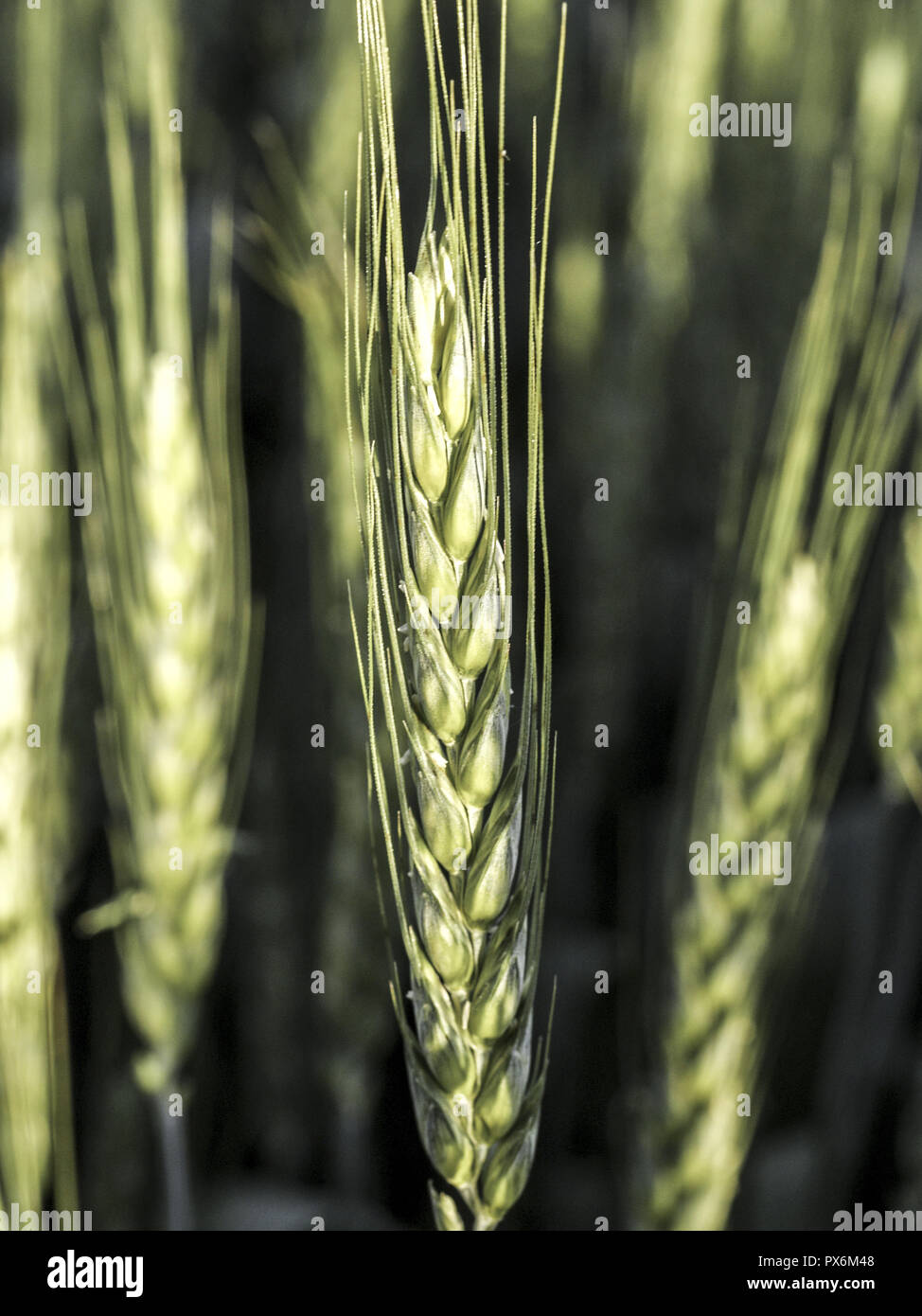 Characteristic spike hi-res stock photography and images - Alamy