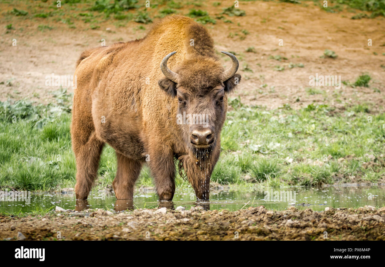 The European bison, also known as wisent or the European wood bison ...