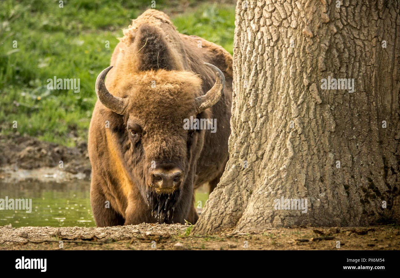 European bison carpathian hi-res stock photography and images - Alamy