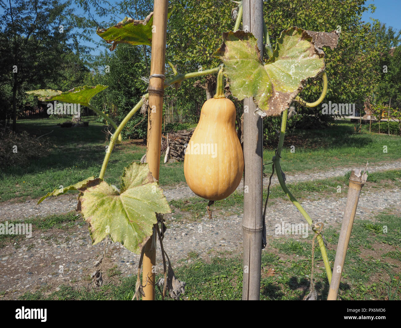 pumpkin (Cucurbita pepo) vegetables vegetarian and vegan food plant ...